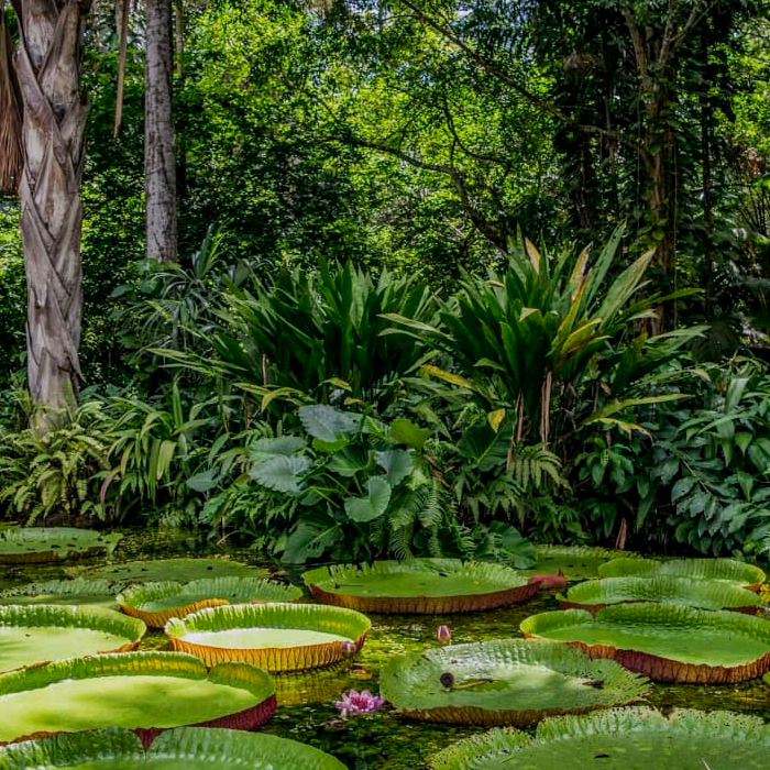 Aventura en el Amazonas: Explora la selva amazónica en Brasil » El ...
