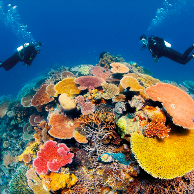 No te quedes sin conocer la Gran Barrera de Coral, Australia: Viaja ...